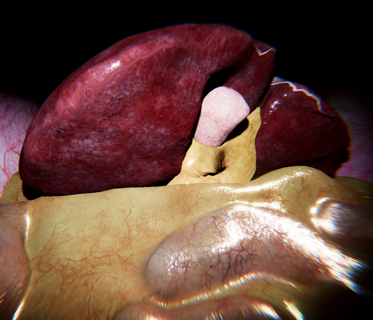 SofaUnity - DLC – 3D Liver Models - InfinyTech3D